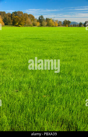 Grass field, Linn County, Oregon Stock Photo - Alamy