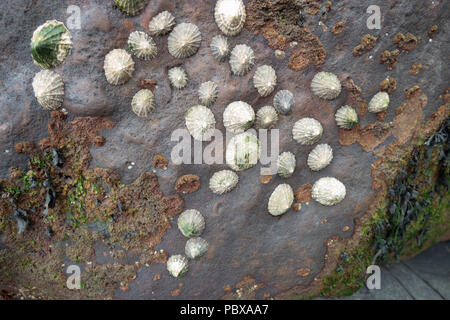 Rocks, shells and ammonites on the beach at Ravenscar,Yorkshire,united ...
