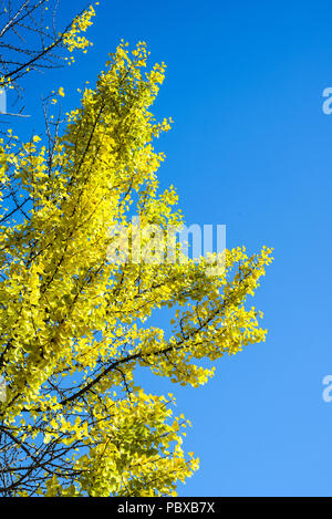 Golden branches of gingko tree, fall season Stock Photo - Alamy