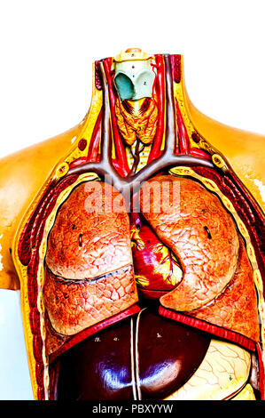 Anatomical model; anatomisches modell Stock Photo - Alamy