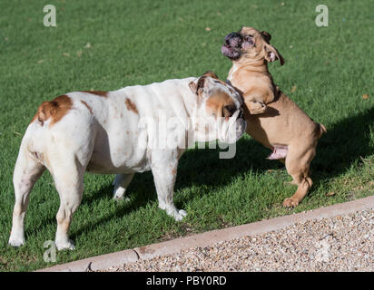 Blind bulldog puppy jumping and playing with an adult dog Stock Photo ...
