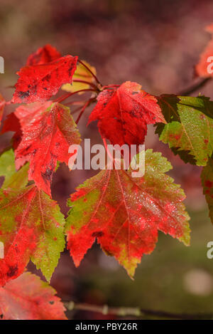 acer rubrum schlesingeri Stock Photo - Alamy