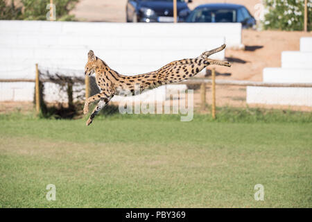 Serval, feline animal jumping high in a grass area hunting its prey ...