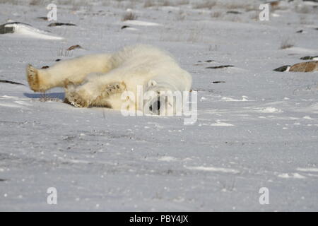 A polar bear rolling around and playing in the snow, near Hudson Bay ...
