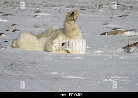A polar bear rolling around and playing in the snow, near Hudson Bay ...