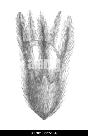 'Ebenus cretica,' a species of flowering plant native to the ...