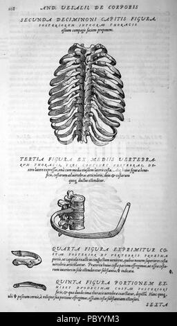 The chest bones illustration by Andreas Vesalius, from his influential ...