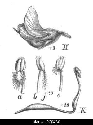 Indigofera sp Indigofera sp Stock Photo - Alamy