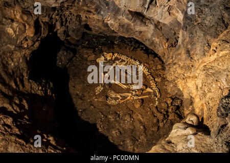 Reconstruction of a cave bear skeleton, in a cave in Romania Stock ...