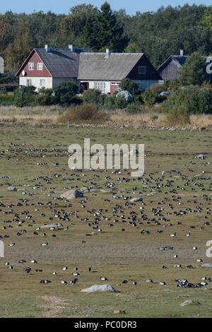 barnacle goose, branta leucopsis, Estonia Stock Photo - Alamy