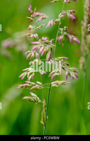 Yorkshire fog meadow grass Holcus lanatus Stock Photo - Alamy