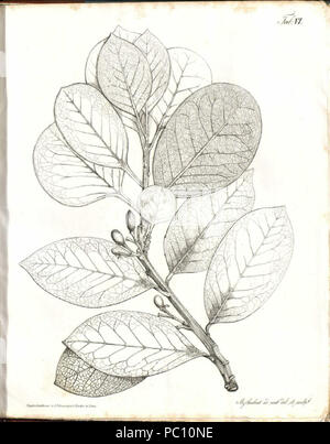 Laurus azorica, a species native to the Azores, is depicted in ...