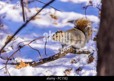Squirrel in forest at winter scenery - blurred forest in the background ...