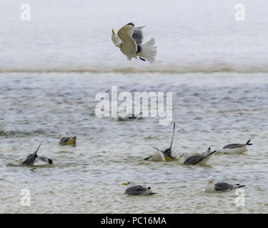 Flock of arctic seabirds flying in the arctic landscape Stock Photo - Alamy