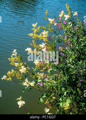 Cholsey Marsh Nature Reserve, Cholsey, River Thames, Oxfordshire ...