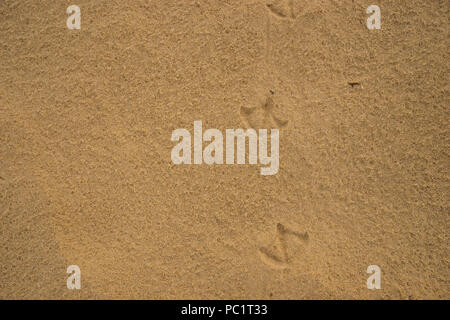 footprints of Australian Ibis birds on wet beach sand Stock Photo - Alamy