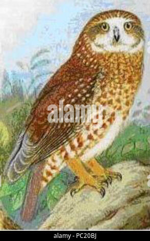 The Lord Howe Boobook is a species of owl endemic to Lord Howe Island ...