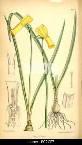 Narcissus cyclamineus, cyclamen-flowered daffodil, cyclamen daffodil ...