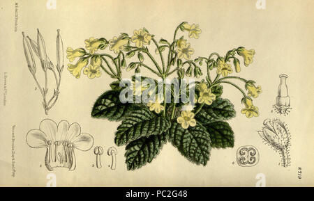 Oreocharis forrestii is a species of flowering plant in the family ...