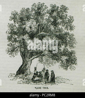 Plane Tree Ainsworth William Francis 1870 Stock Photo - Alamy