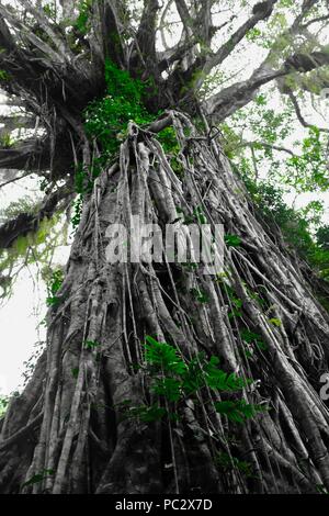 The Cathedral Fig Tree - a 500 year old, giant strangler fig in Curtain ...