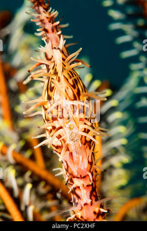 Ghost fish swimming in the Red Sea, colorful fish, Eilat Israel Stock ...