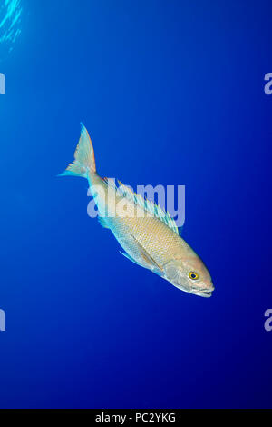Pristipomoides filamentosus, is a deep water fish that goes by many ...