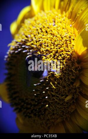 Teddy bear Sunflower Head Yellow with wasp Stock Photo - Alamy