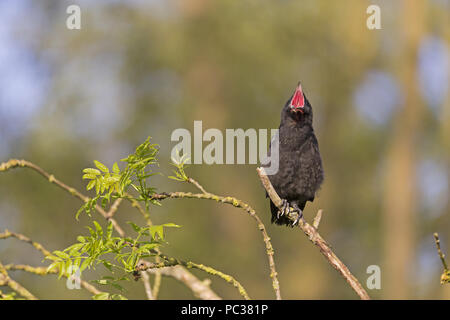 Rook (Corvus frugilegus) chick on ground, just left nest, close-up ...