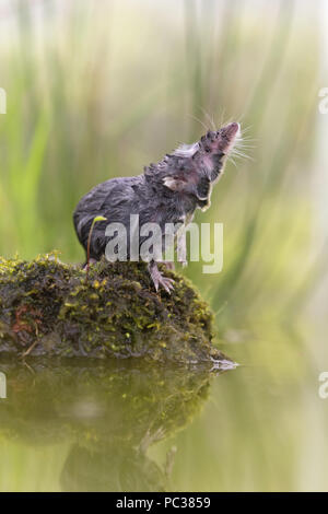 Water Shrew Neomys fodiens Standing on hind legs showing belly Stock ...