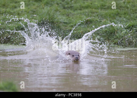Eurasian Otter ( Lutra lutra) adult, jumping into water, Devon, England ...