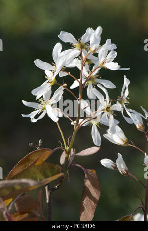 Amelanchier canadensis Canadian serviceberry Juneberry Shadblow ...