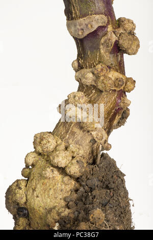 Edema or oedema or canker, abiotic swelling on the stem of a purple ...