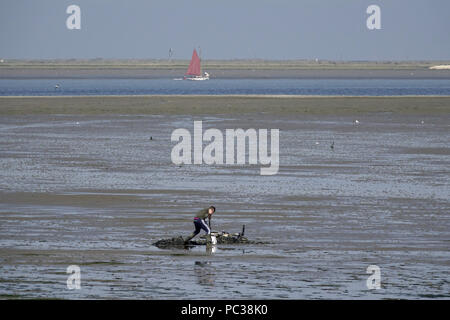 Digging for lugworm or sandworm (Arenicola marina) at South Swale, Kent ...