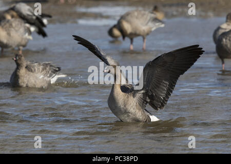 Pink footed Goose wing flapping as it washes Stock Photo - Alamy