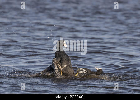 Two adult Coots fighting, note the flat broadly lobed toes Stock Photo ...