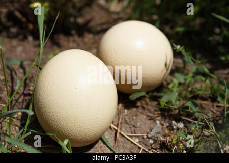 Huge African ostrich egg in green grass outdoor.Exotic birds eggs for ...