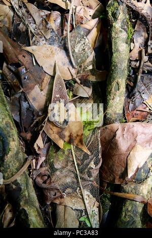 Leaf litter on the jungle floor Stock Photo - Alamy