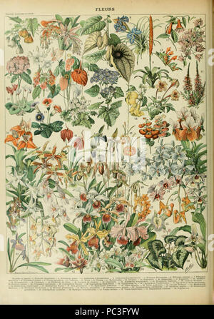 Adolphe Millot fleurs D Stock Photo - Alamy