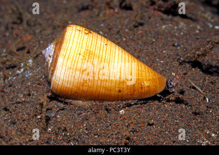 Indian Cone Shell, ( Conidae Stock Photo: 71494536 - Alamy