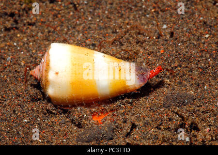 Conus tropical sea shell Stock Photo - Alamy