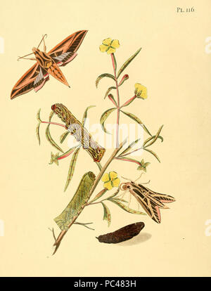 552 Sepp-Surinaamsche vlinders - pl 134 plate descr. as Phalaena ...