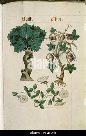 601 The Tudor pattern book MS. Ashmole 1504 71 Stock Photo - Alamy