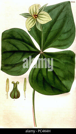 Trillium erectum is a species of flowering plant native to North ...