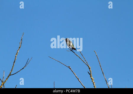 A hummingbird perched on a branch on a clear day Stock Photo - Alamy