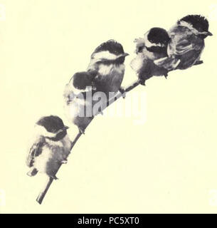 Nature and birds. Bird on branch. Nature background Stock Photo - Alamy