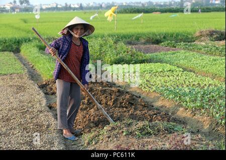 Vietnamese woman digging soil with the hoe in the vegetable field. Hoi ...