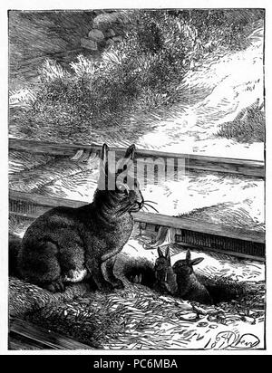 75 Rabbit Drawing (2 Stock Photo - Alamy