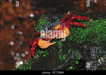 Geosesarma notophorum, white arm freshwater crab, Weißhand ...