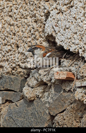 Iago Sparrow, Male, Santiago, Cape Verde (Passer iagoensis Stock Photo ...
